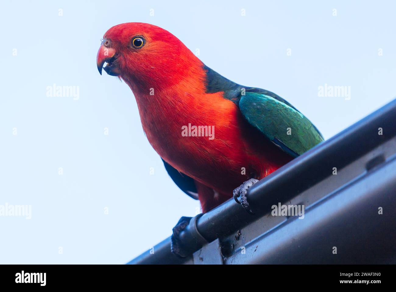 Australian King Parrot in Victoria Australia Stock Photo - Alamy
