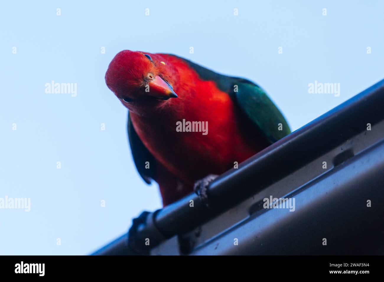 Australian King Parrot in Victoria Australia Stock Photo - Alamy