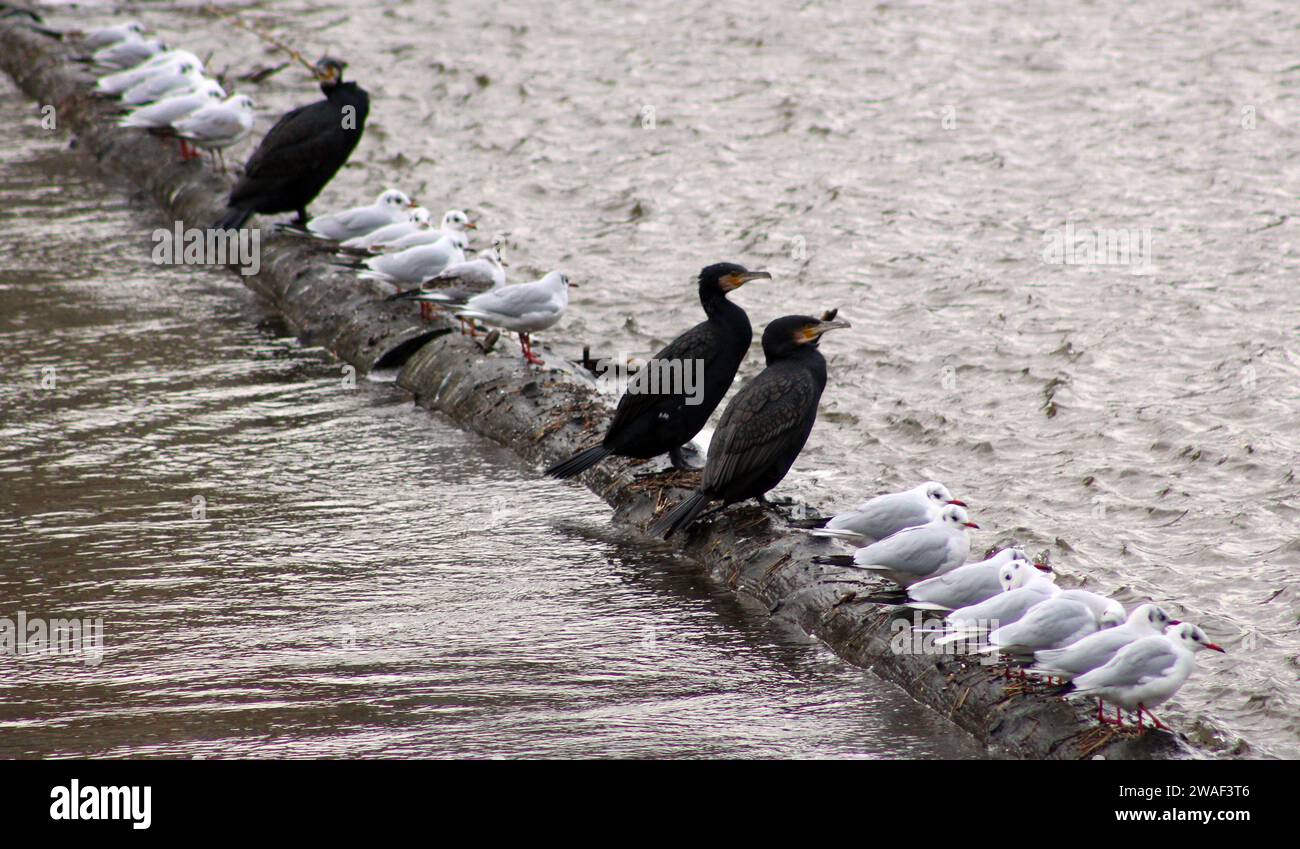Floodwaters of the river Vltava (Moldau) River in Prague, Czech ...