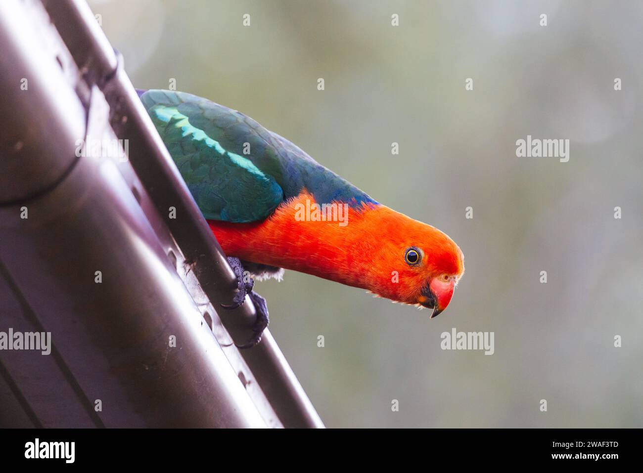 Australian King Parrot in Victoria Australia Stock Photo - Alamy