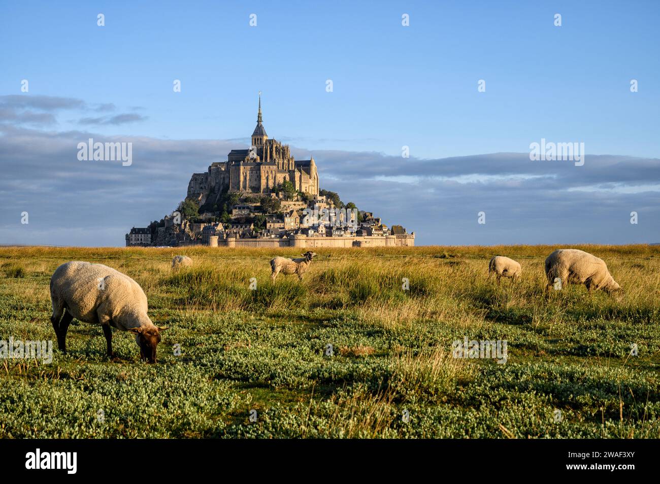 Landscape of Mont Saint-Michel castle and abbey in the early morning ...