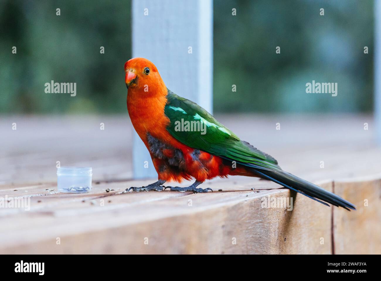 Australian King Parrot in Victoria Australia Stock Photo - Alamy