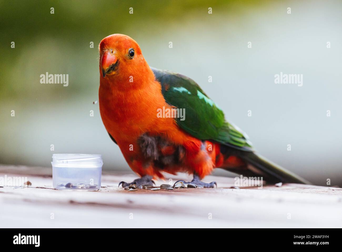 Australian King Parrot in Victoria Australia Stock Photo - Alamy