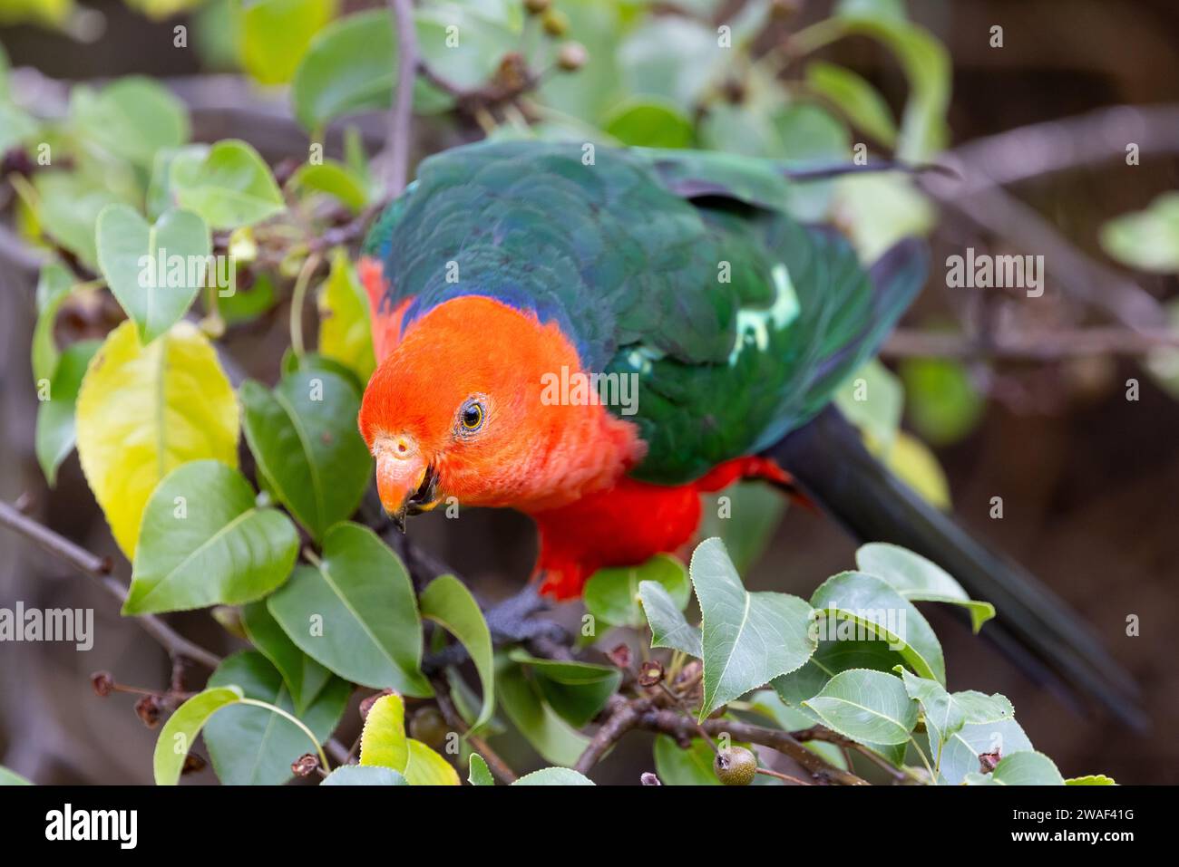 Australian King Parrot in Victoria Australia Stock Photo - Alamy