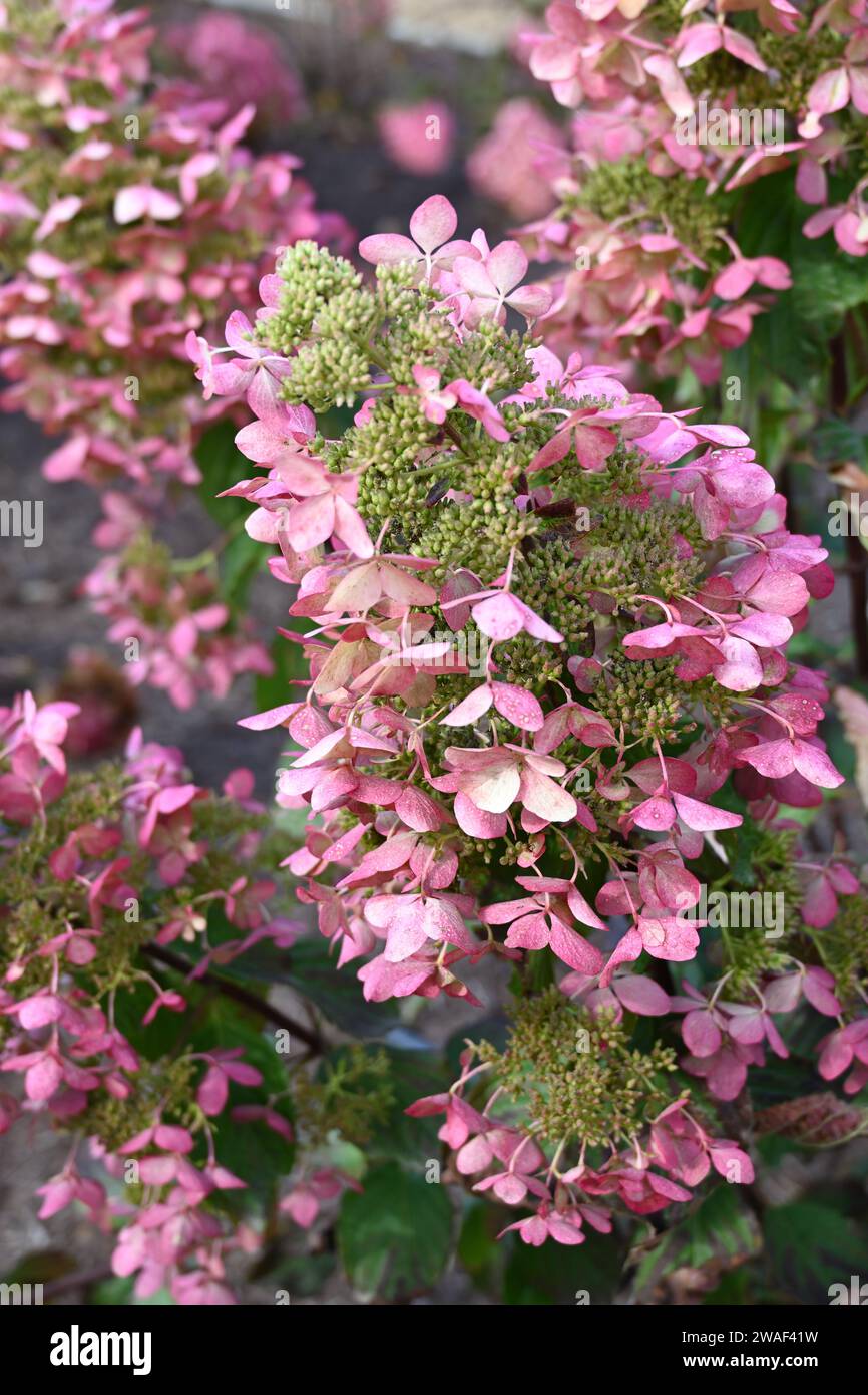 Hydrangea paniculata Ruby growing in UK garden September Stock Photo ...