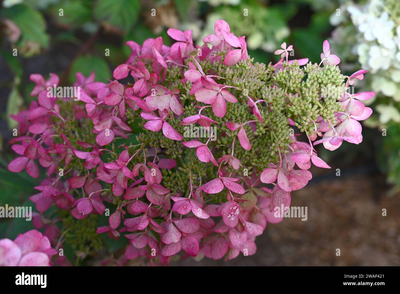 Hortensia paniculata hi-res stock photography and images - Alamy