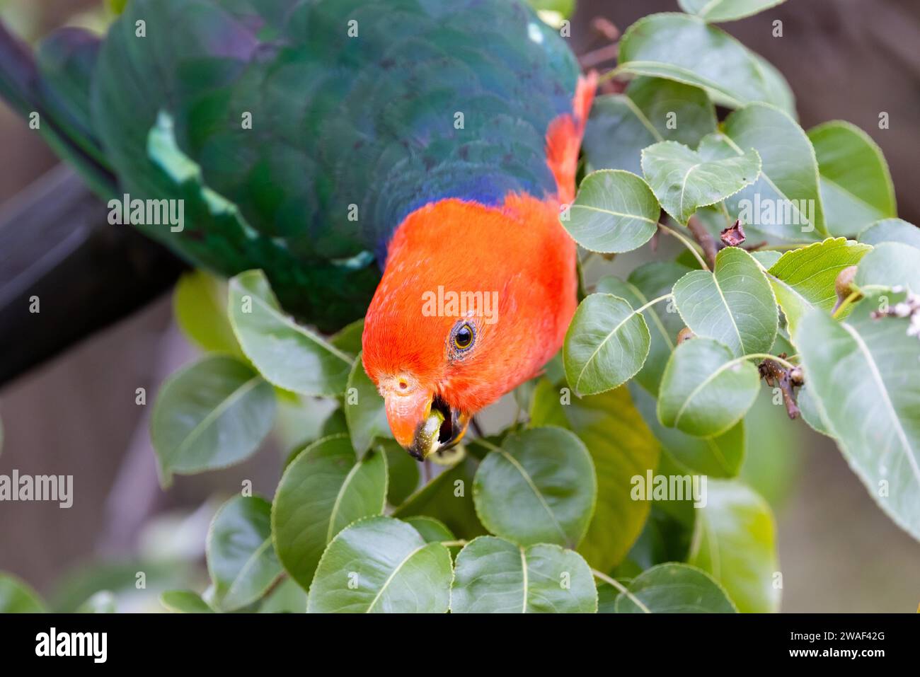 Australian King Parrot in Victoria Australia Stock Photo - Alamy