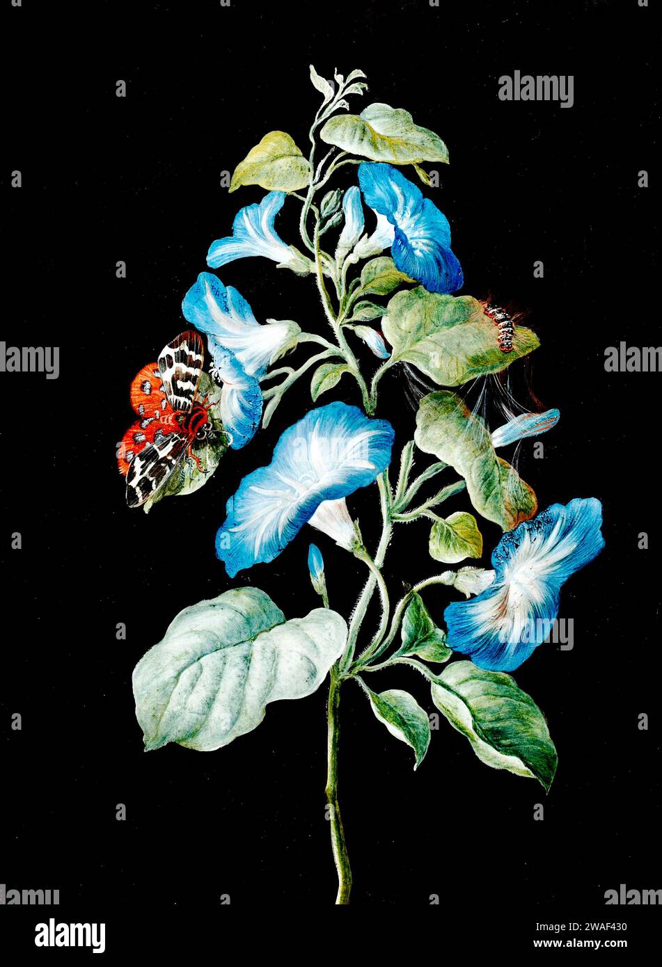 Barbara Regina Dietzsch - Still Life of Convolvulus and a Tiger Moth ...