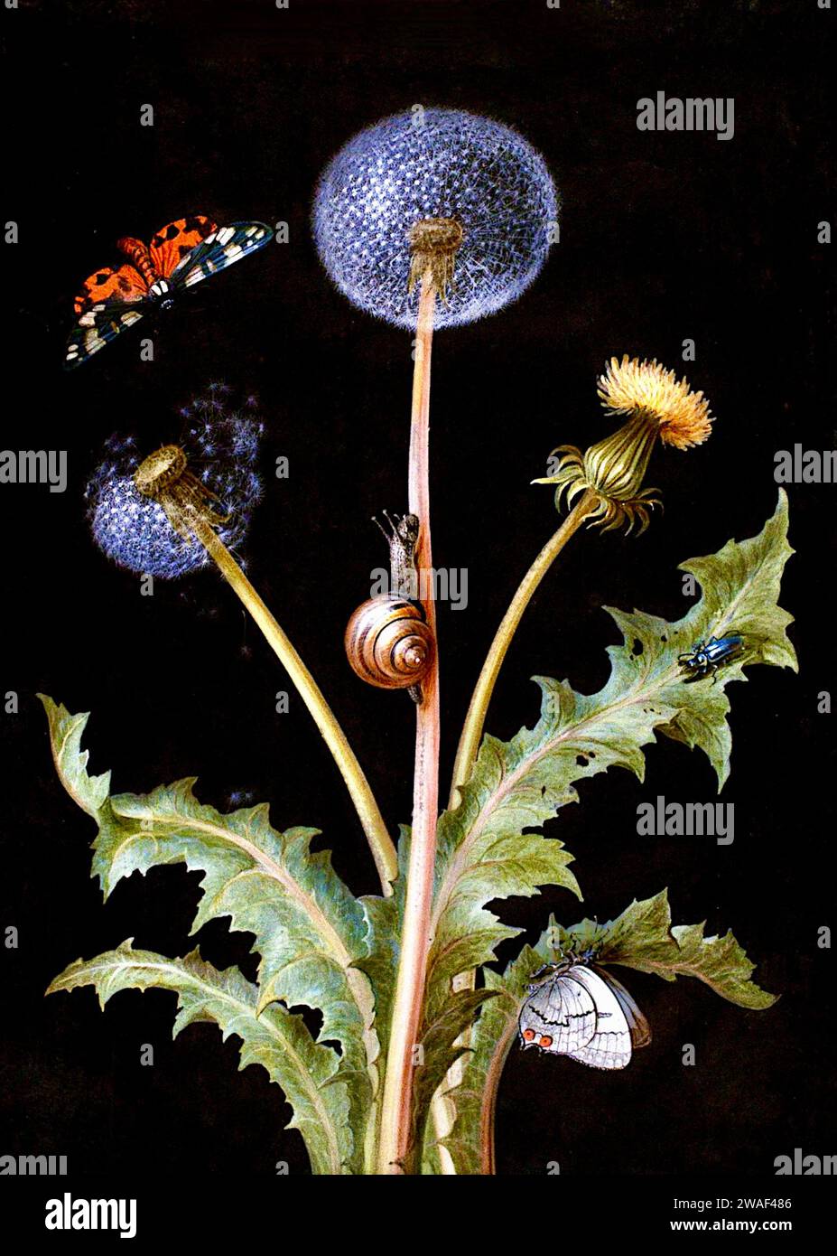 Barbara Regina Dietzsch - A Dandelion with a Tiger Moth, a Butterfly, a ...
