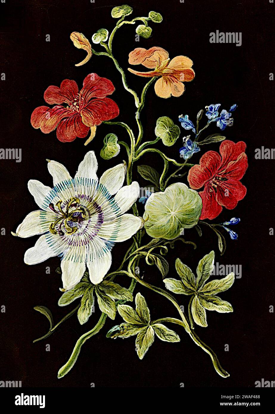 Barbara Regina Dietzsch - rrangement of passionflower (Passiflora), red ...