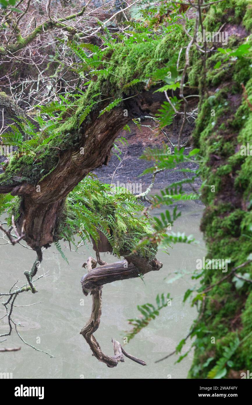 Polypodies on a tree branch, Frenchman's Creek, Helford Stock Photo - Alamy