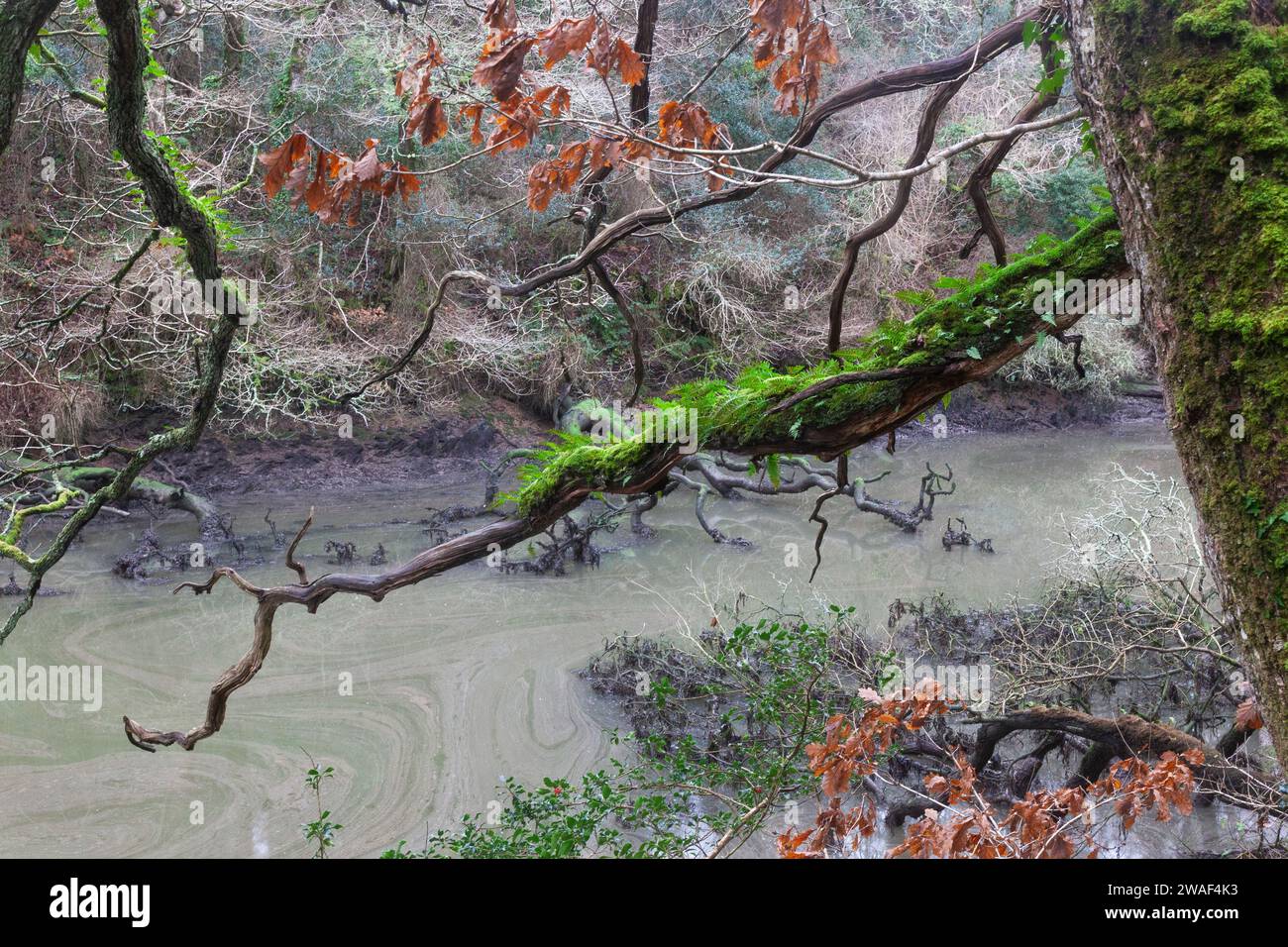 Polypodies on a tree branch, Frenchman's Creek, Helford Stock Photo - Alamy