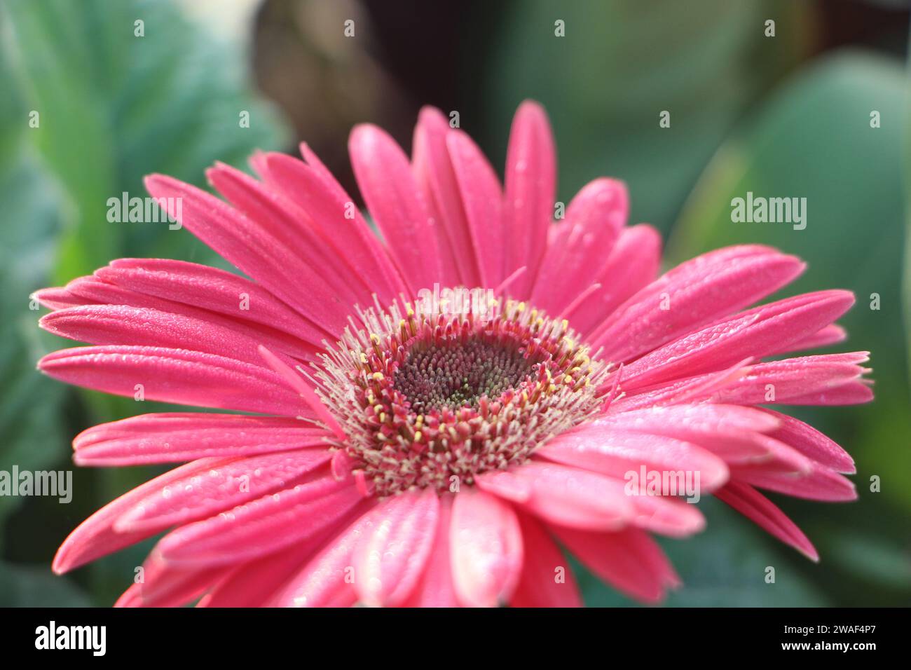 Flower that expresses love in a generous heart, her petals spread out ...