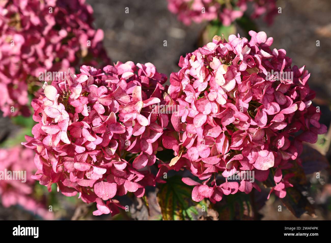 Hydrangea paniculata firelight hi-res stock photography and images - Alamy
