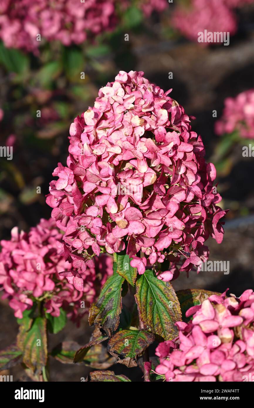 Hydrangea paniculata Firelight growing in UK garden September Stock ...