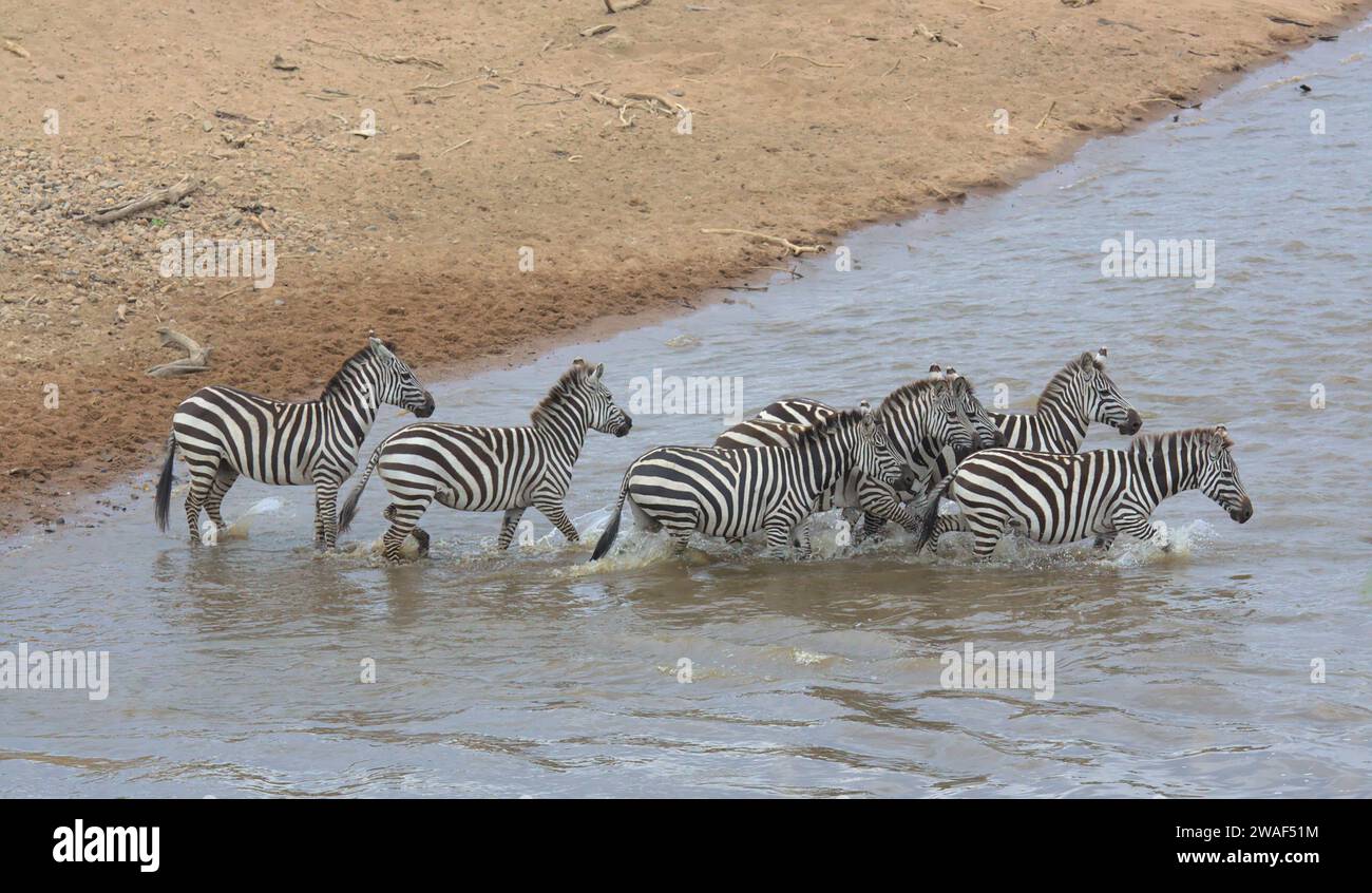 herd of common zebras cross the Mara River during the annual great migration in the wild Masai ...