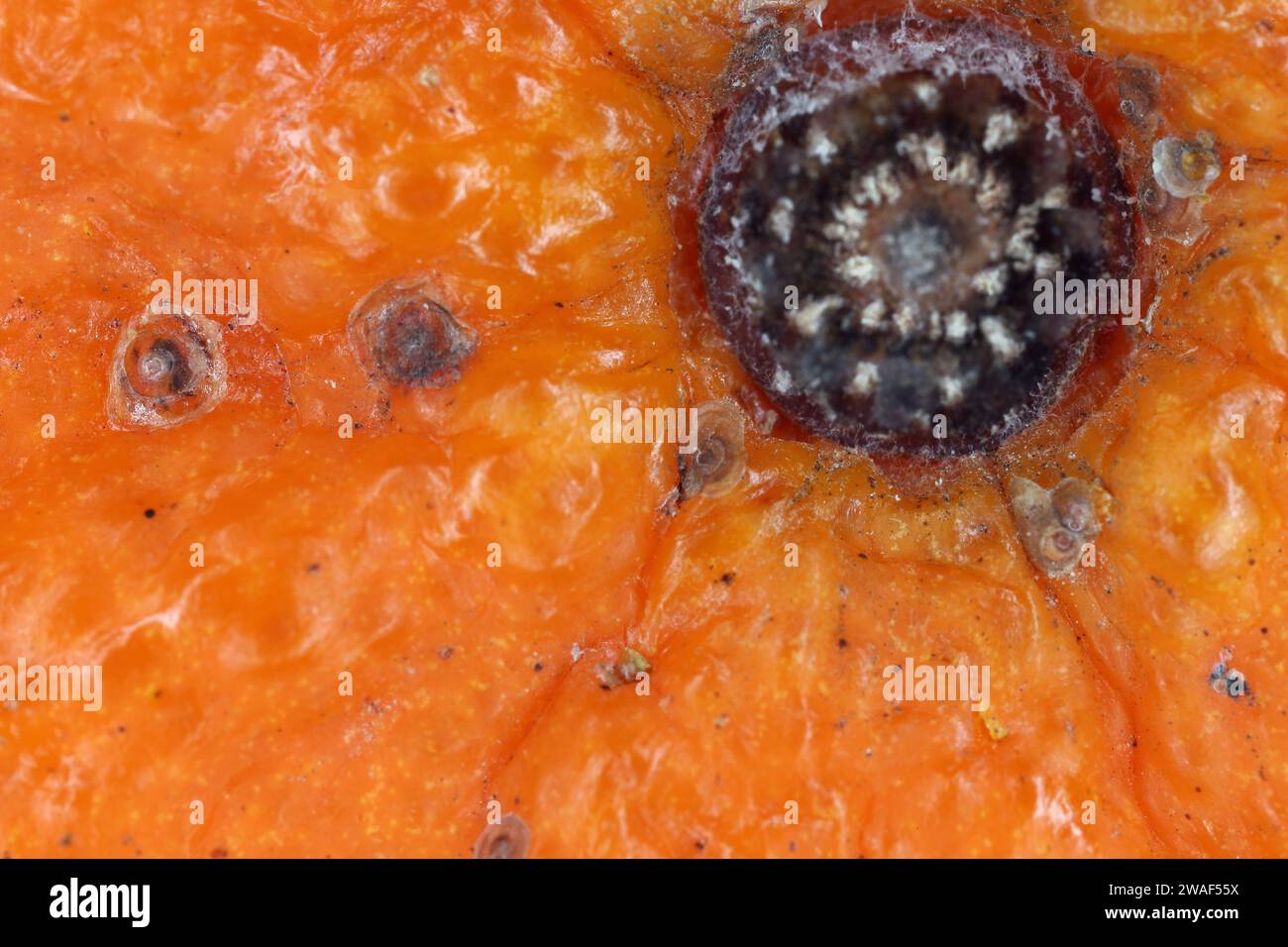 Aonidiella aurantii or red scale is an armored scale insect and a major ...