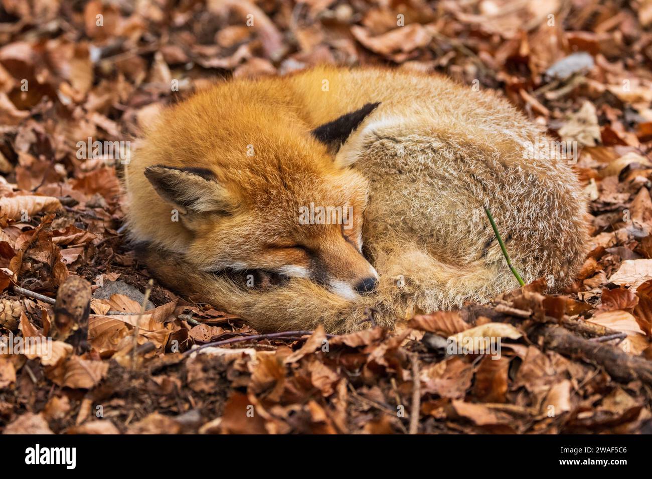 Curled up fox hi-res stock photography and images - Alamy