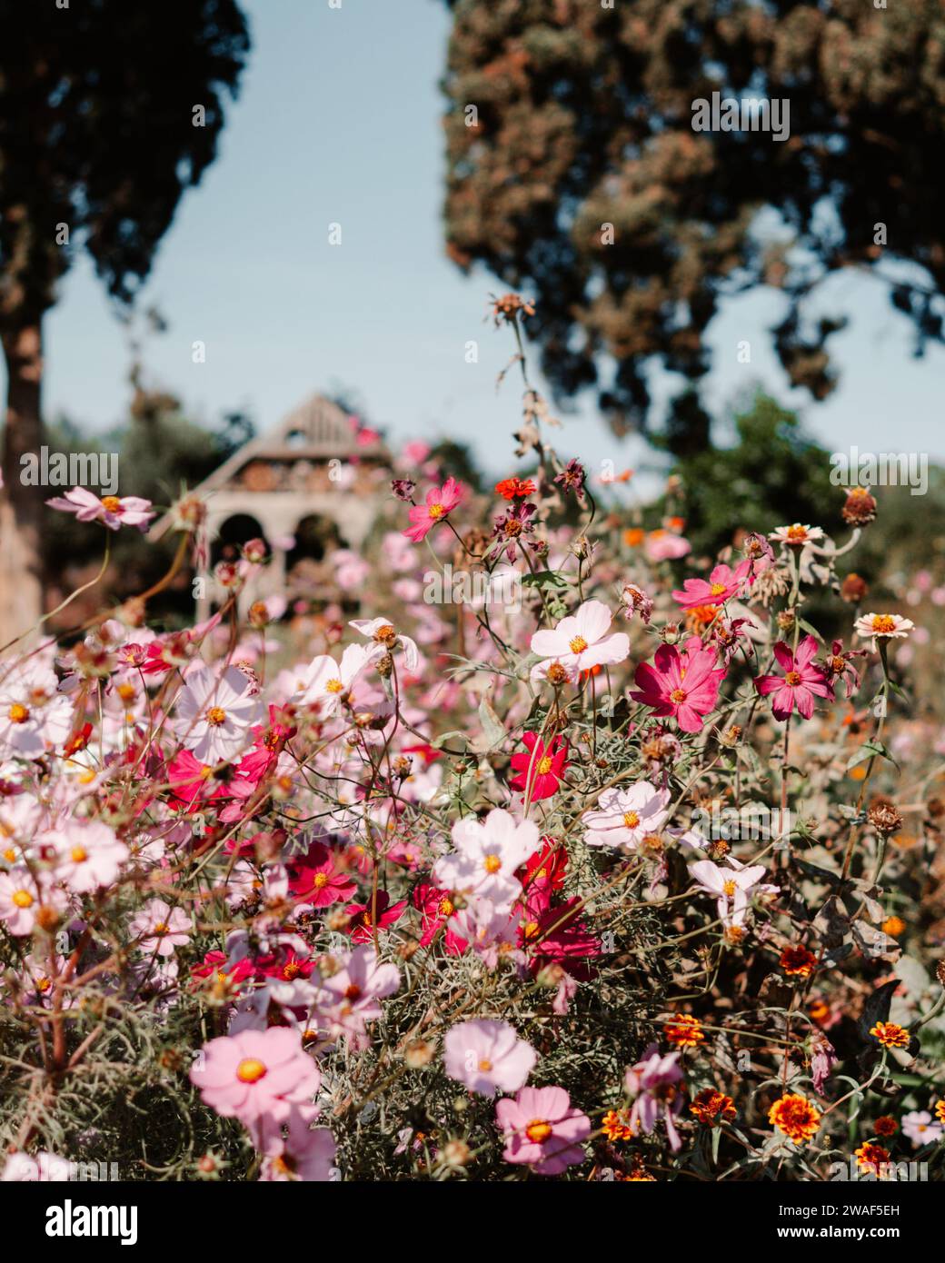 Green foliage with colorful flowers hi-res stock photography and images ...