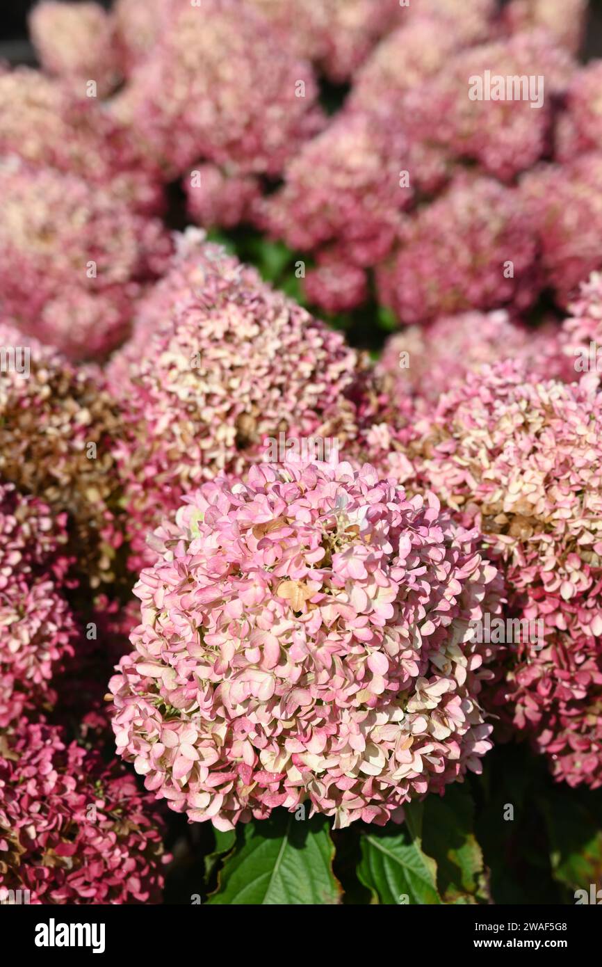Hydrangea paniculata pinkachu hi-res stock photography and images - Alamy