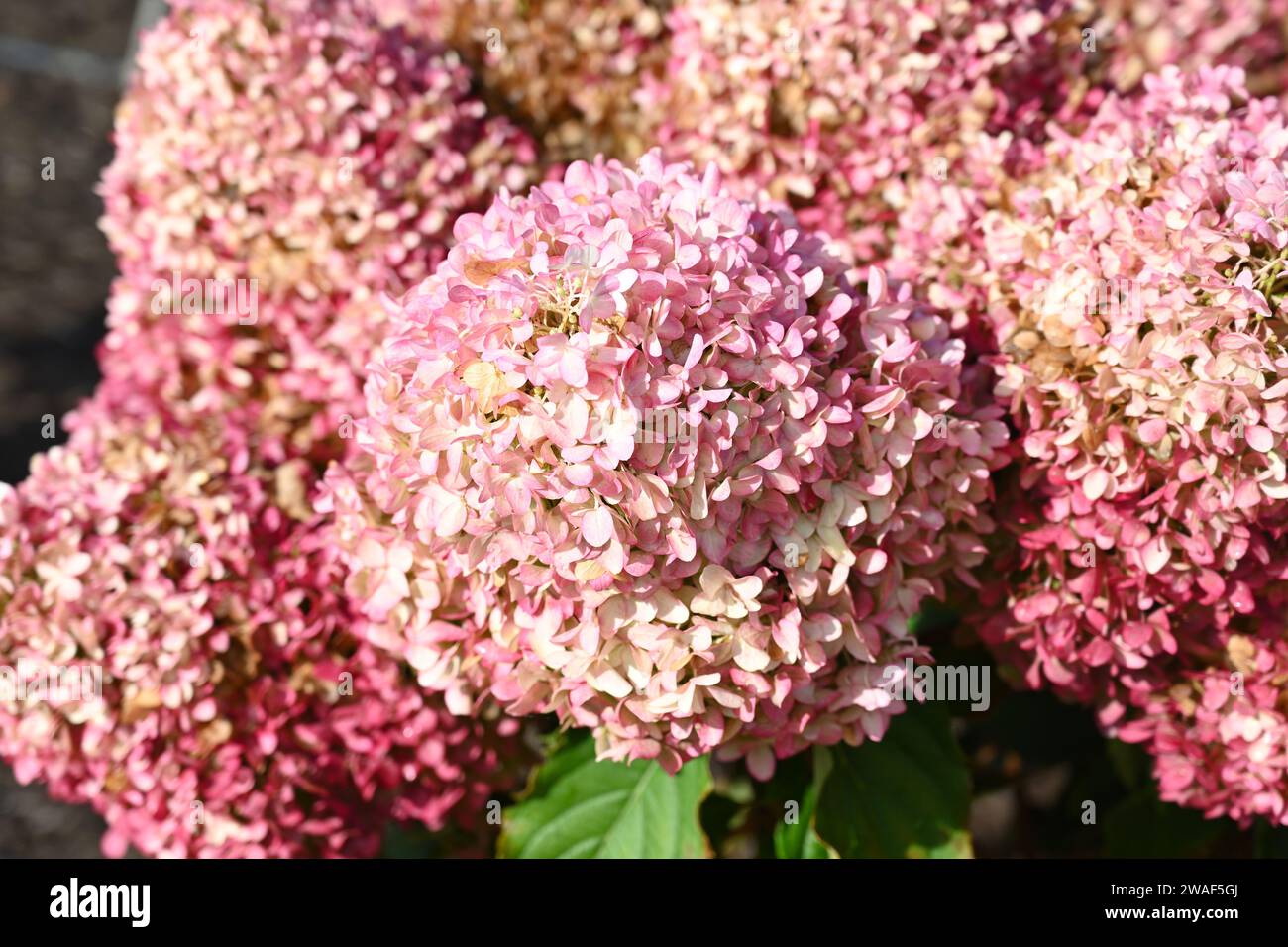 Hydrangea paniculata Pinkachu growing in UK garden September Stock ...