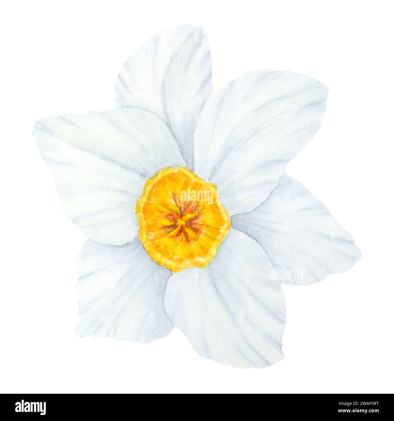 Narcissus, watercolor illustration of daffodils. Hand drawn watercolor ...