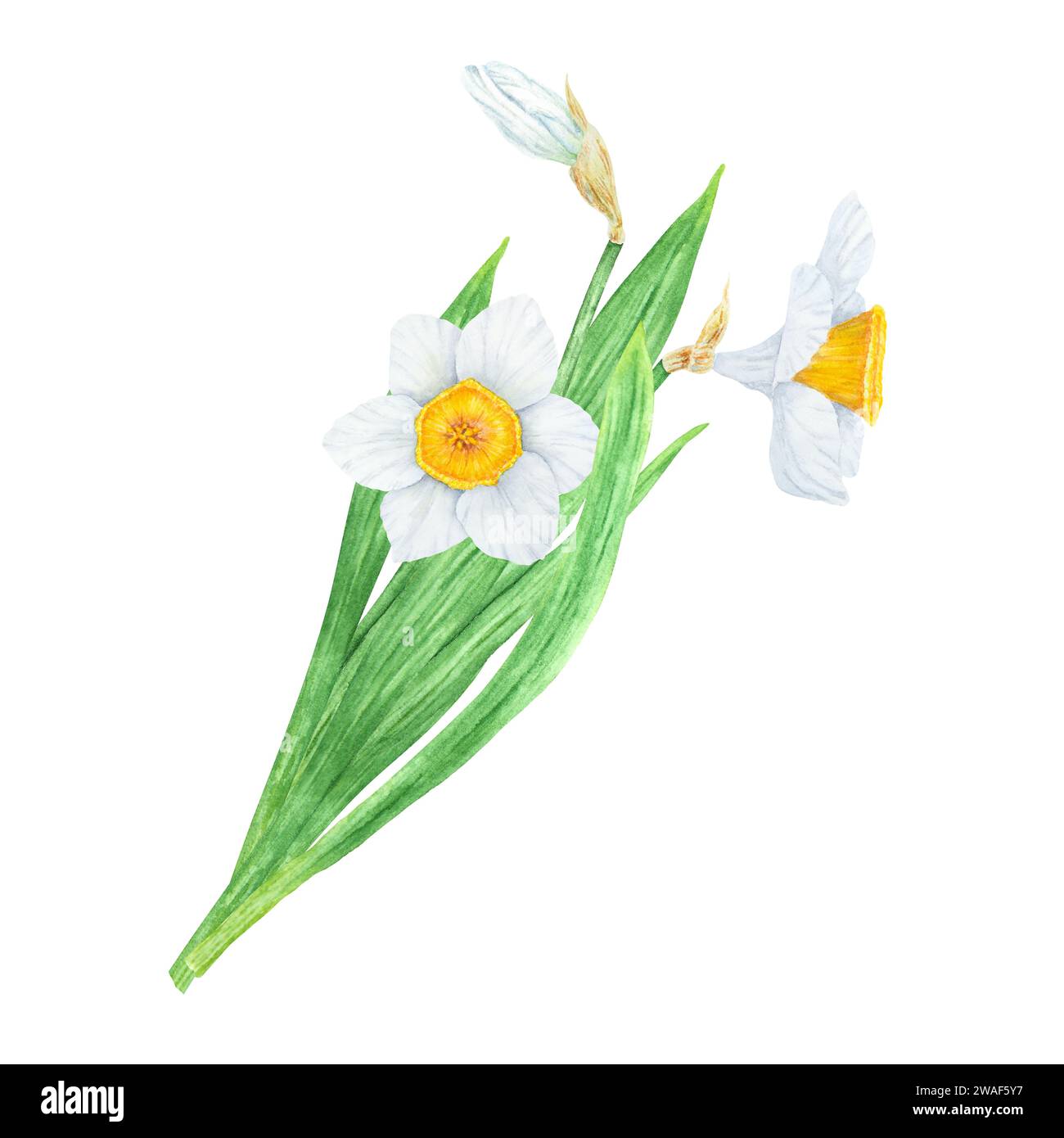 Narcissus, watercolor illustration of daffodils. Hand drawn watercolor ...