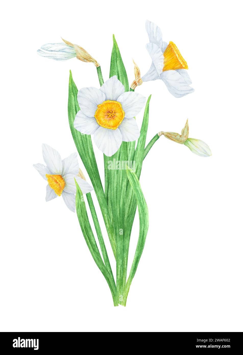 How To Draw Narcissus Watercolor How To Paint A White Daffodil In