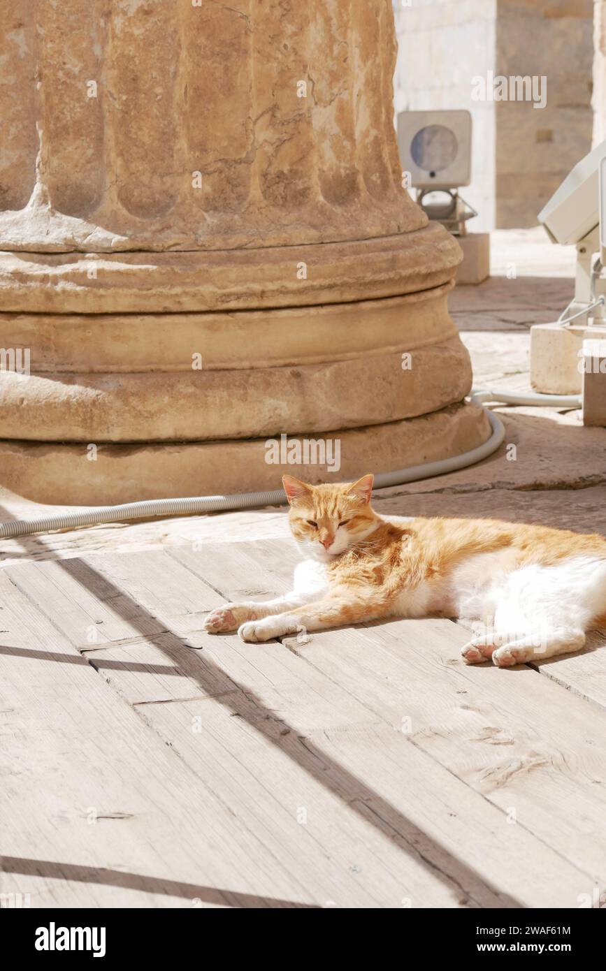 Cats of column hi-res stock photography and images - Alamy