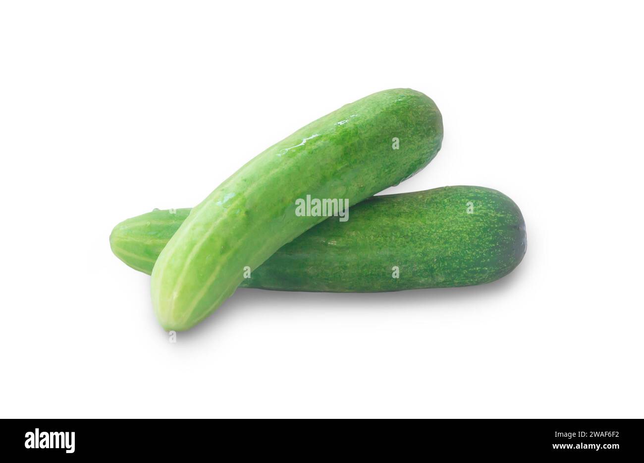 Two fresh green cucumbers vegetable in stack, heap or pile are isolated on white background with ...