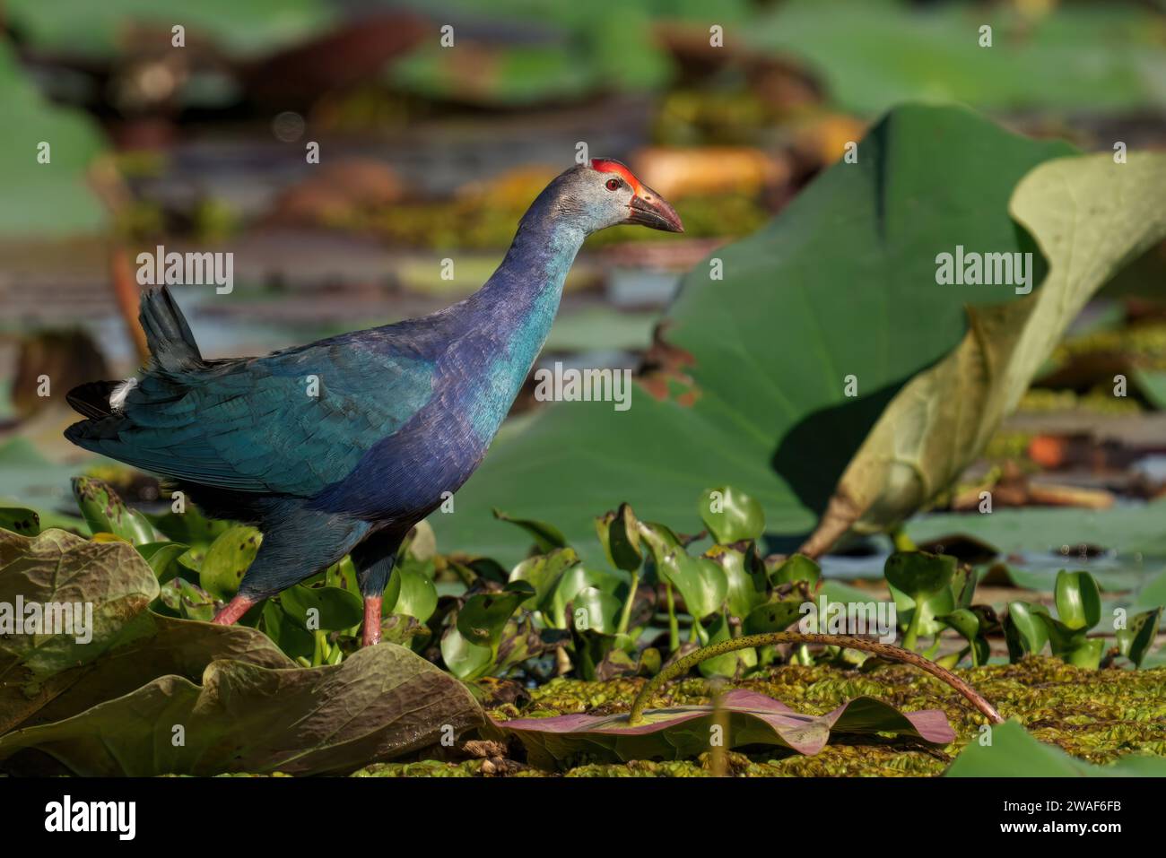 A grey-headed swamphen stands atop a lush green foliage background ...