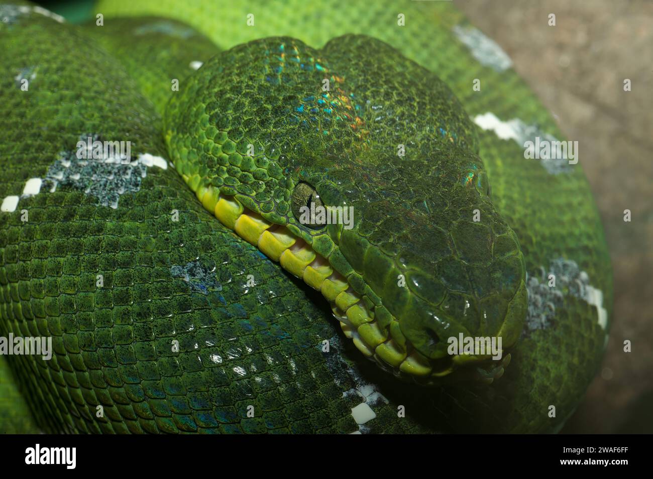 An emerald tree boa with distinctive spots along its face and neck and ...