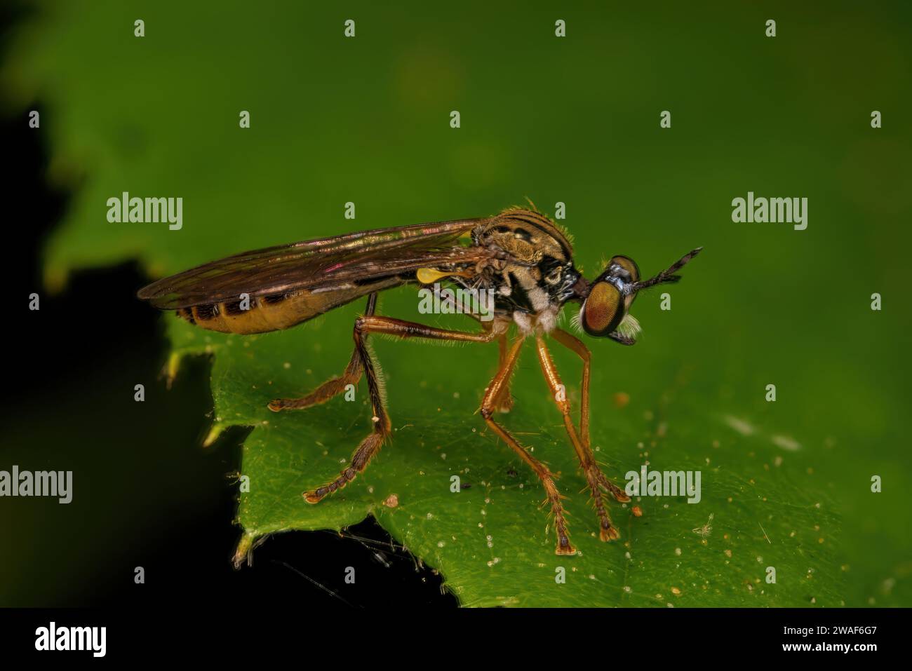 A small yellow-legged robber fly atop a green leaf covered in dirt ...