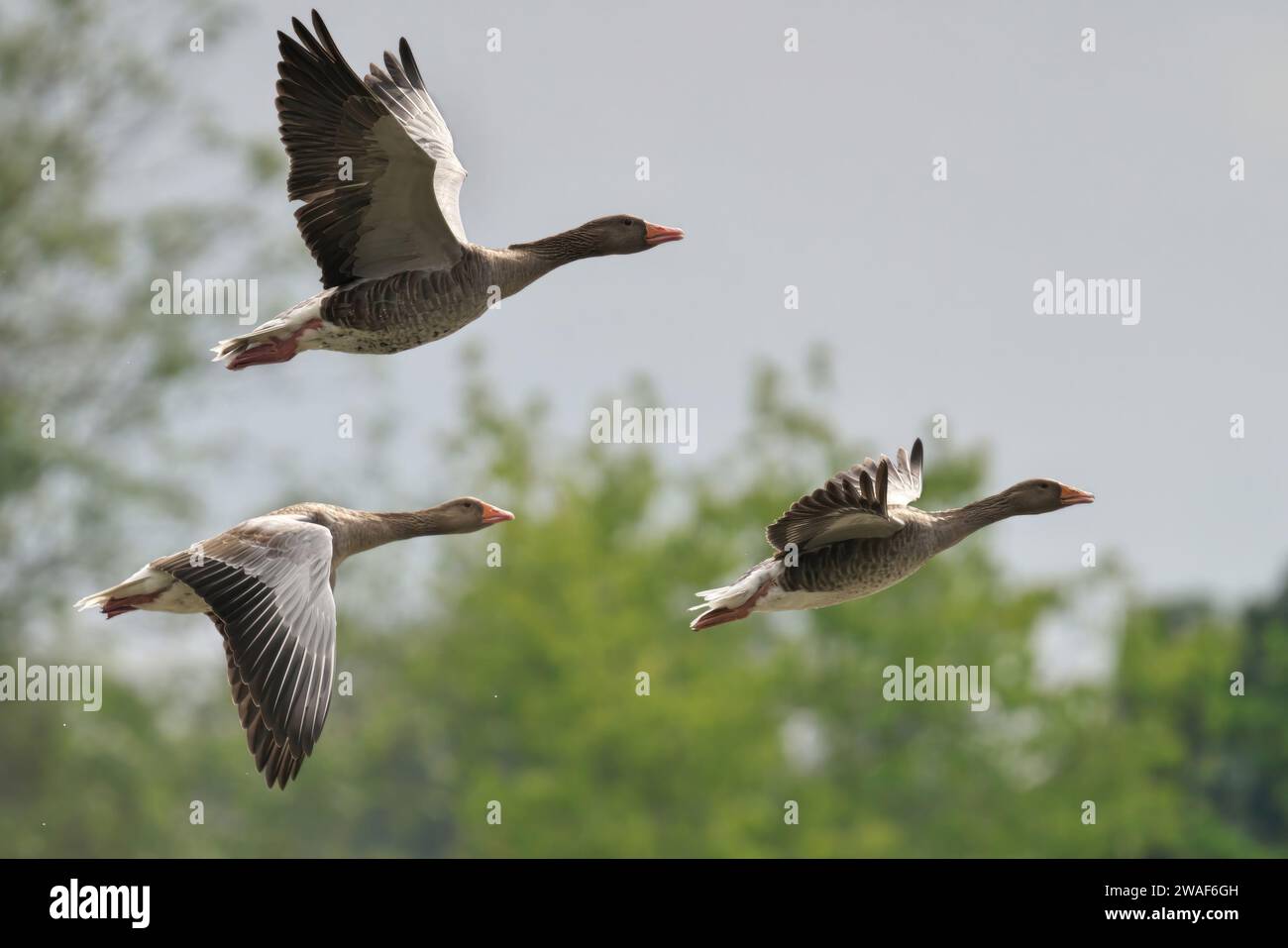 Three greylag geese flying in the clear blue sky, silhouetted against a ...