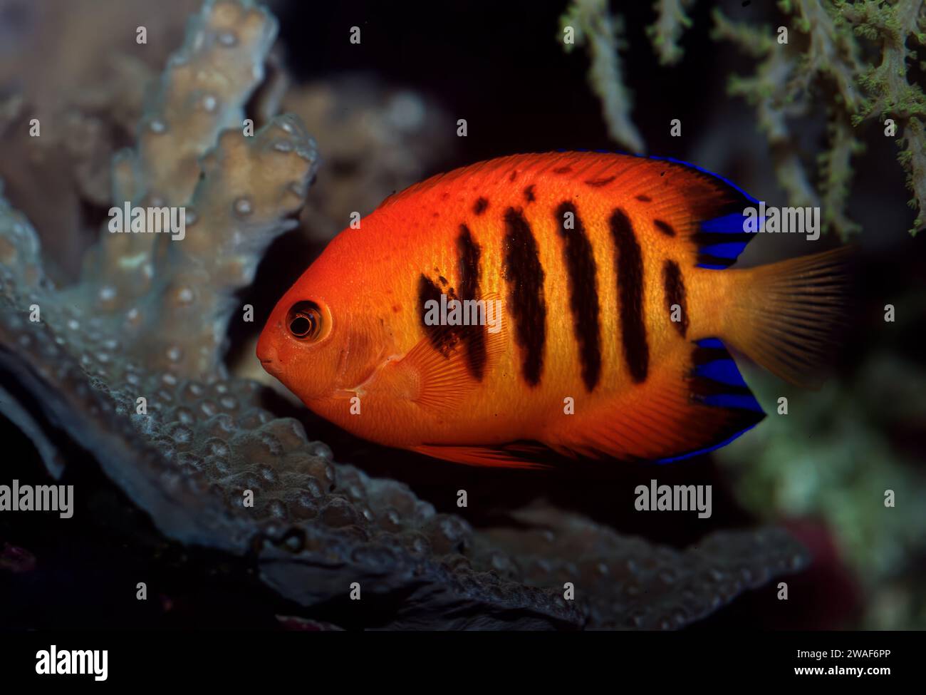 A vivid flame angelfish with vibrant blue stripes covering its body ...