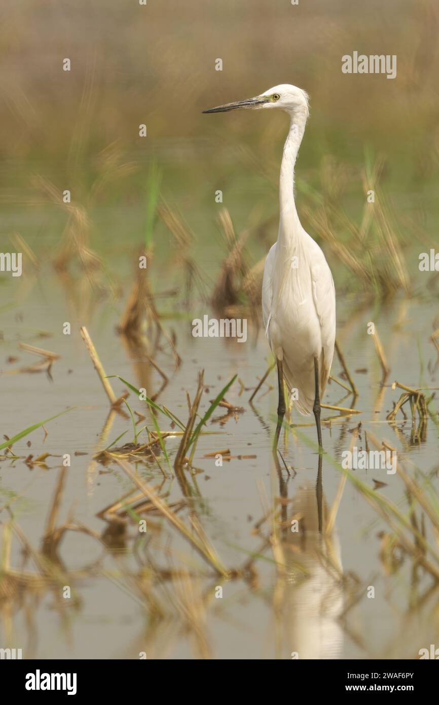 A small little egret stands in a shallow body of water, nibbling away ...