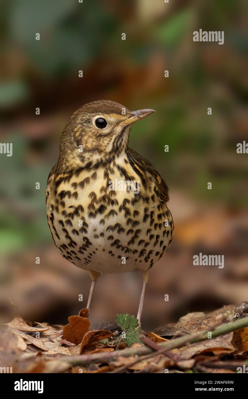 Paradise thrush hi-res stock photography and images - Alamy