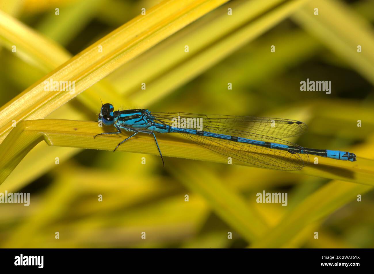 A Common Blue Damselfly perched gracefully on a thin green leaf ...
