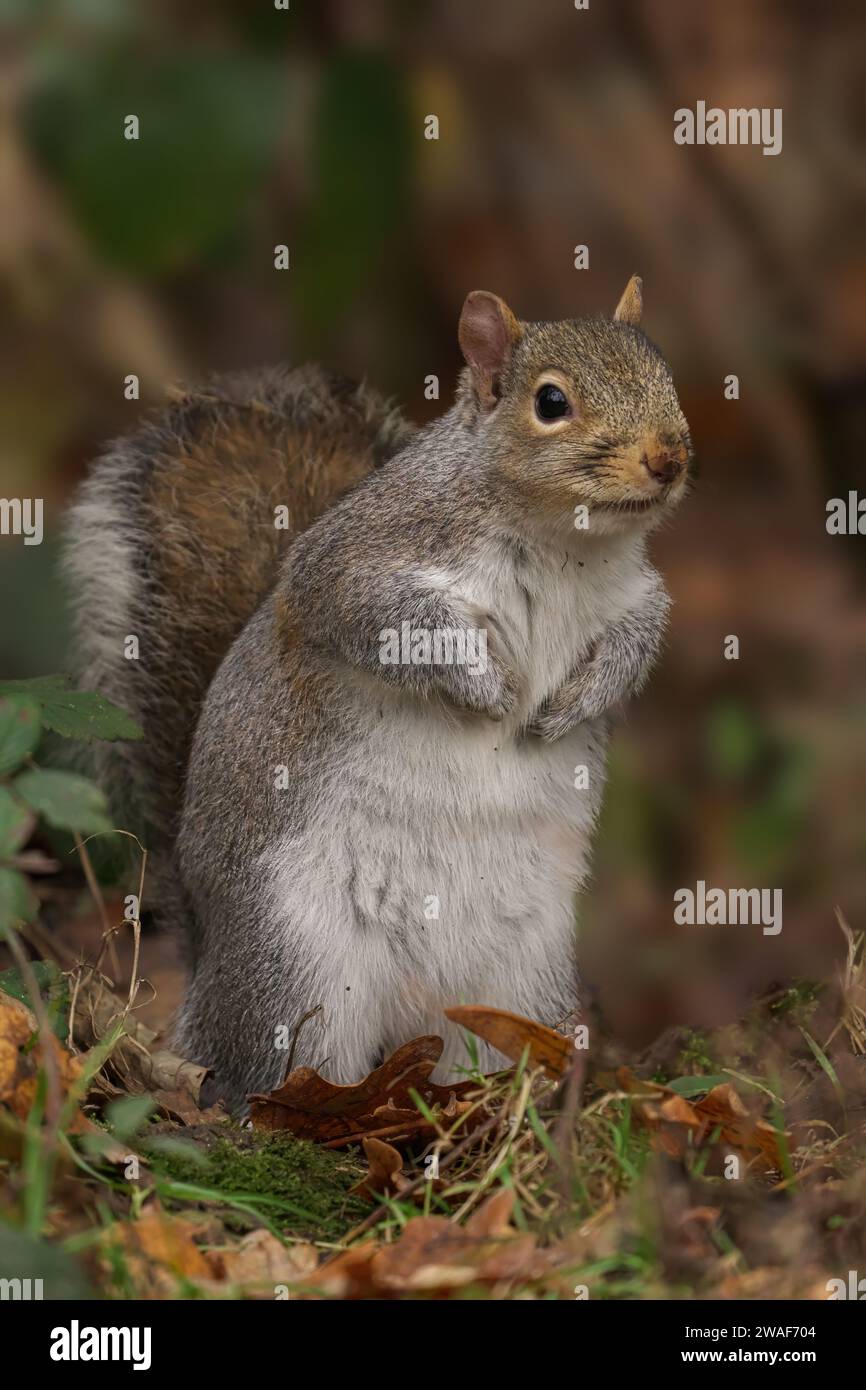 A grey squirrel stands on one foot in a wooded environment, looking up ...
