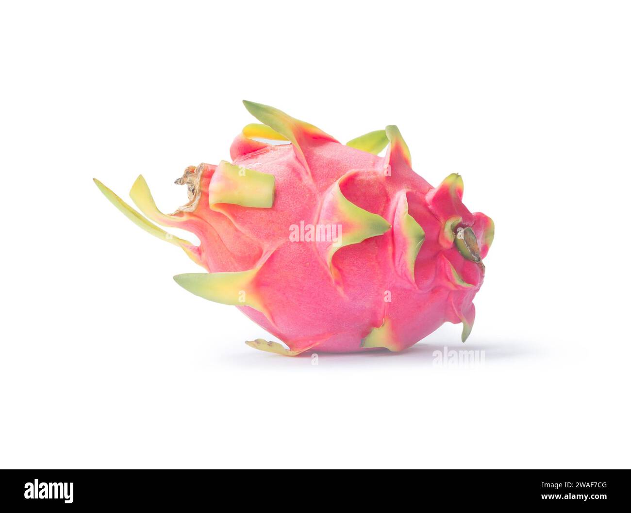 Single beautiful fresh red dragon fruit is isolated on white background ...