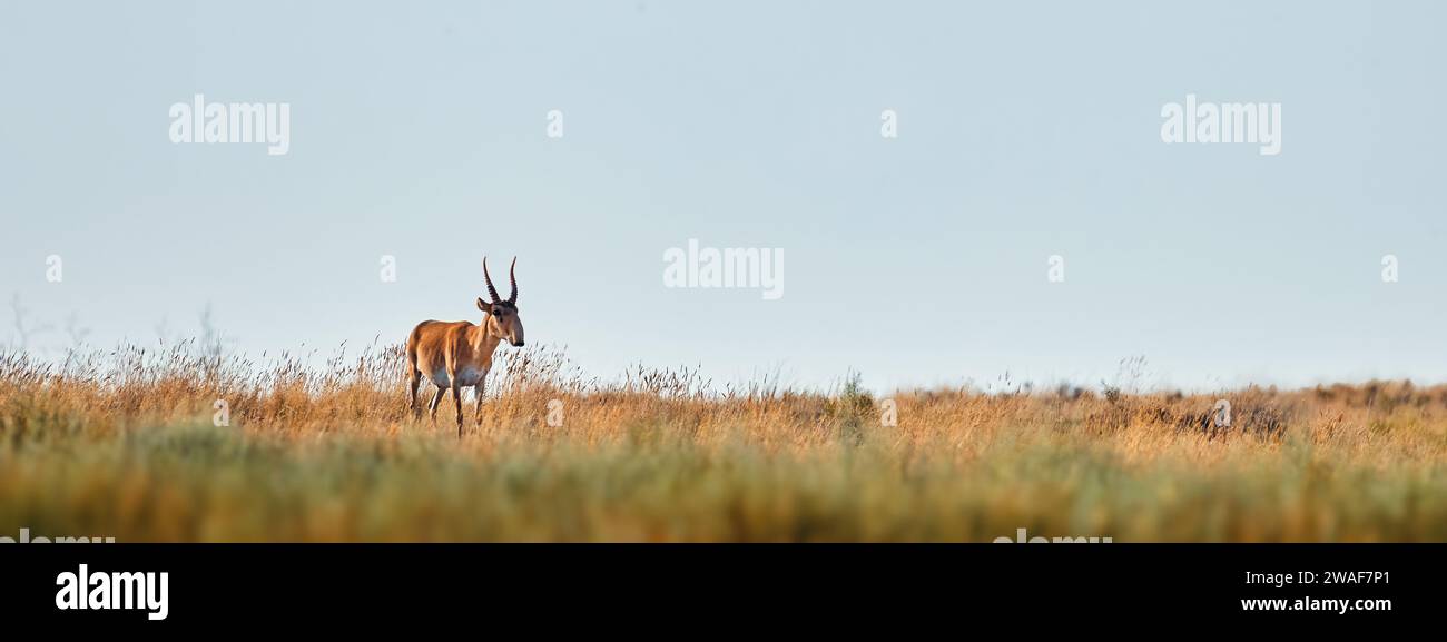 A young male saiga antelope. Portret of wild antelope in the steppe ...