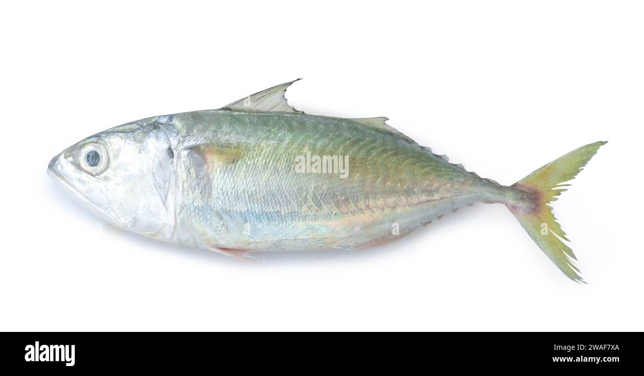 Single fresh mackerel fishs are iisolated on white background with ...