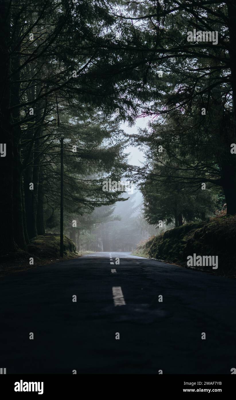 Empty road amidst the forest in Poiso, Madeira Island Stock Photo - Alamy