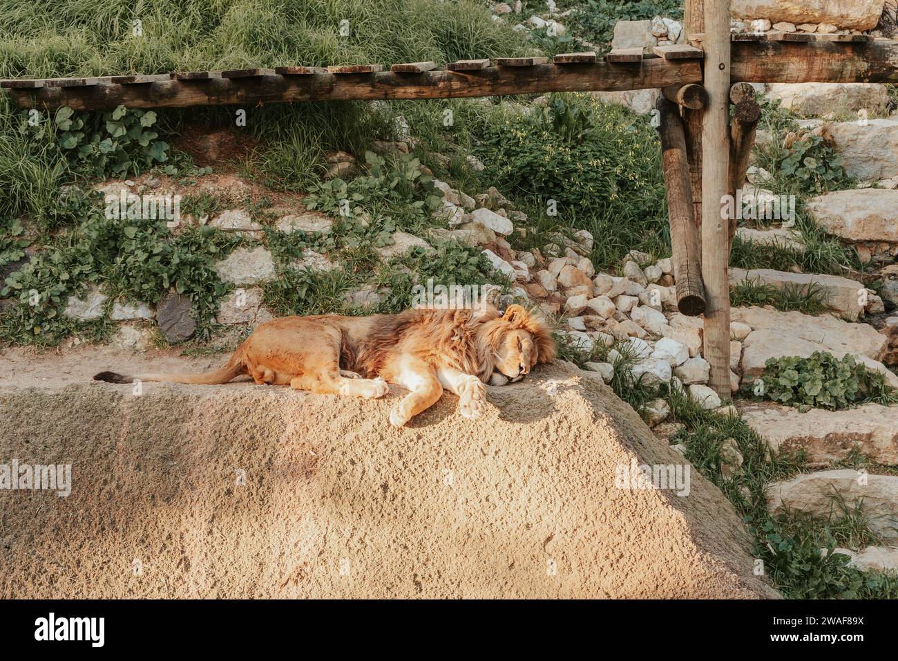 Mamifero lion hi-res stock photography and images - Alamy