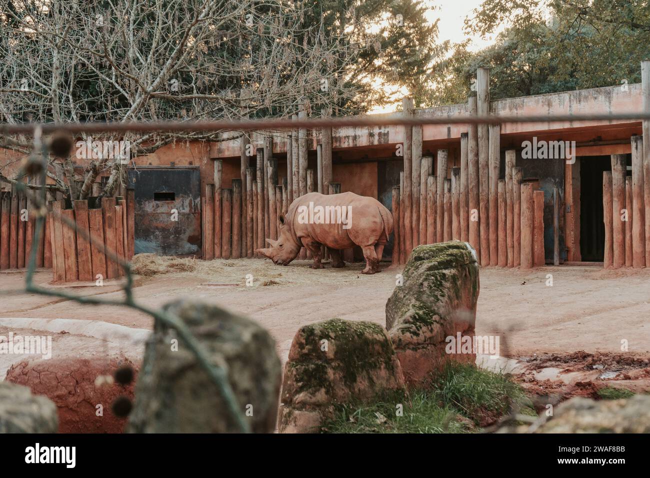 Picture of a Rhinoceros at the zoo Stock Photo - Alamy