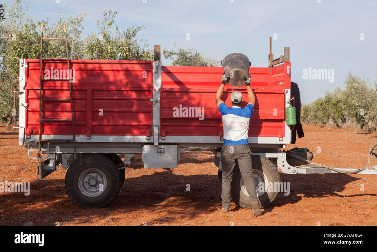 Olive picker unloading his bucket into the trailer. Olive harvest ...