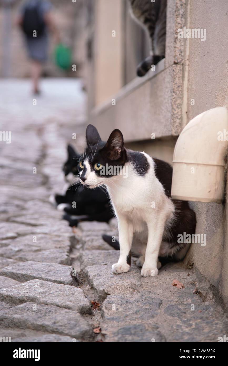Abandoned cats without a home or owner living on the street Stock Photo ...