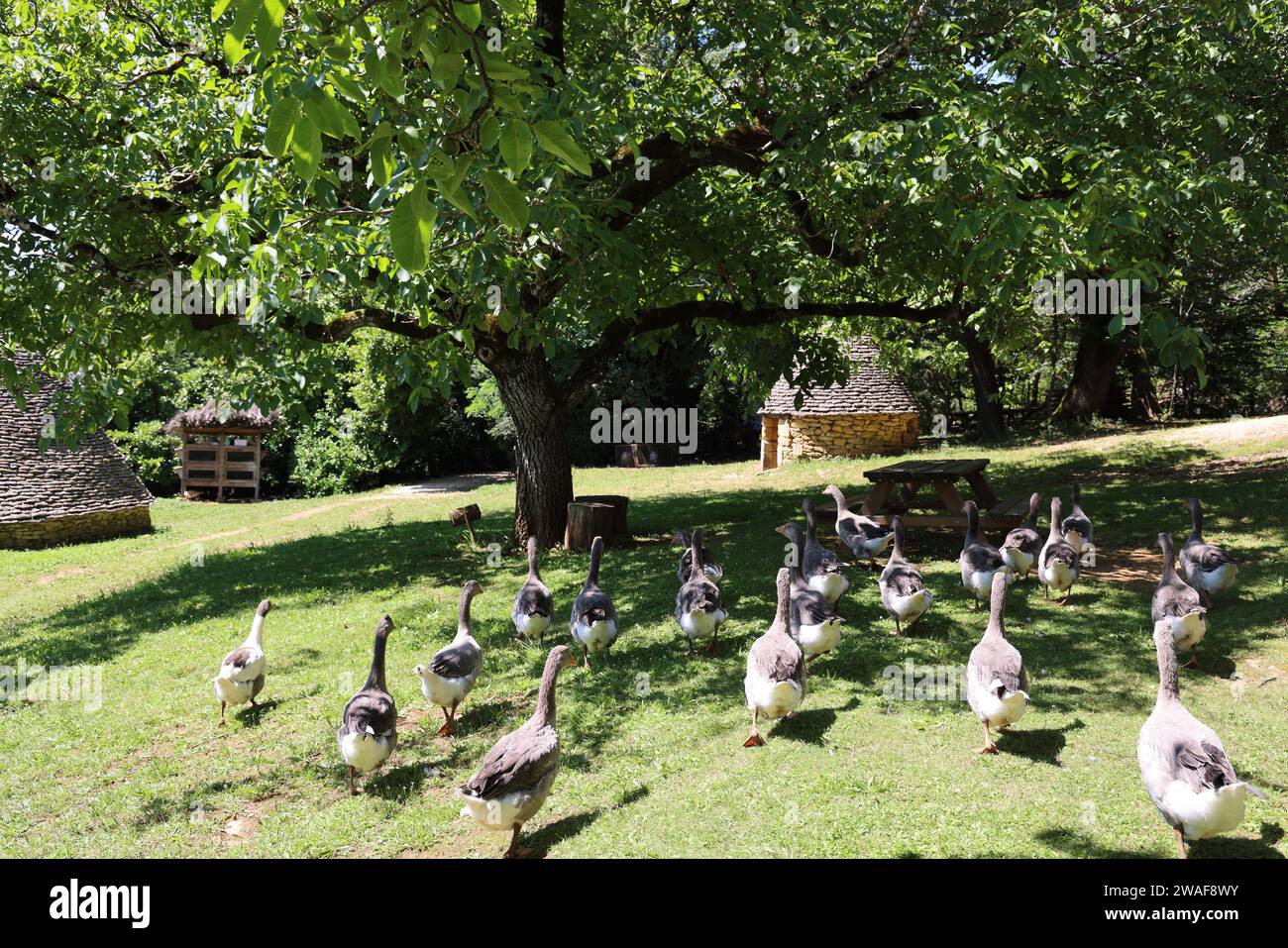 The famous Périgord geese among the Cabanes du Breuil. These typical Périgord Noir cabins are ...