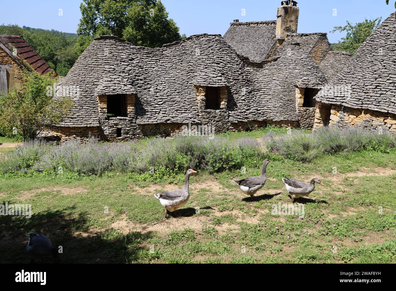 The famous Périgord geese among the Cabanes du Breuil. These typical Périgord Noir cabins are ...