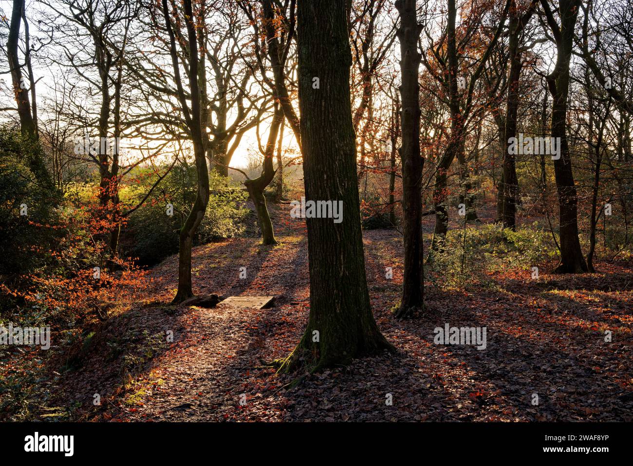 An autumnal scene in Chesham Woods Nature Reserve, Bury, Greater ...